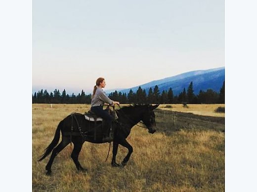 13 Year old Bay Riding Mule