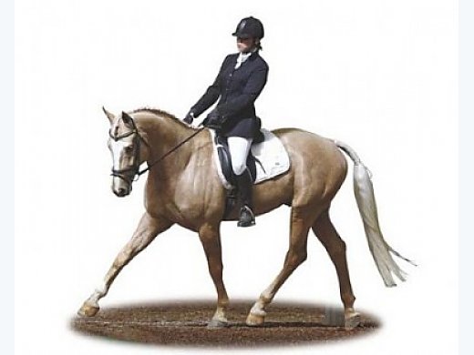 17'1 Palomino Warmblood Stallion, Hunter