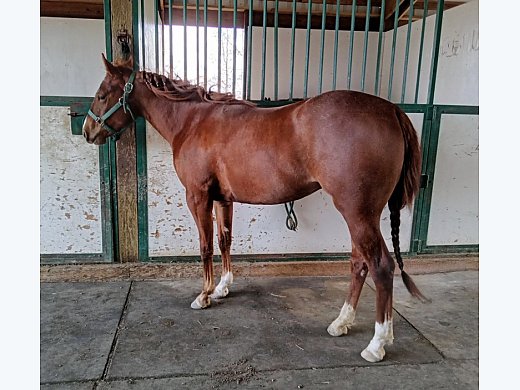 2022 AQHA/APHA Sorrel Mare