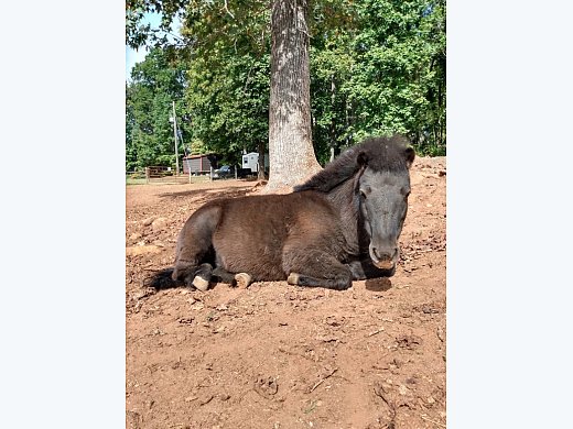 Adorable Mini Gelding