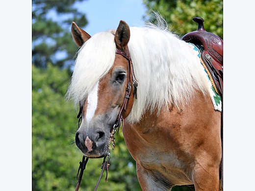 Cute Halflinger Chestnut 13.2h
