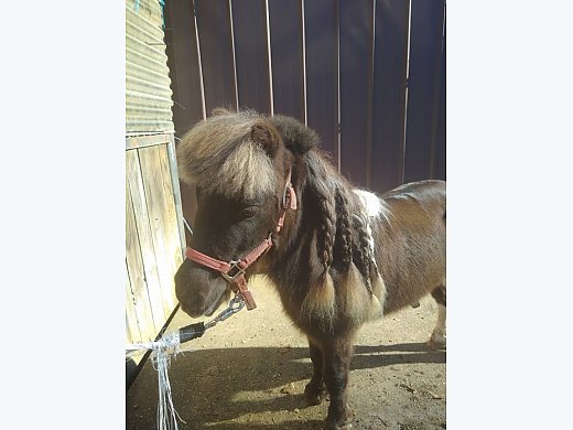 Precious Mini Gelding