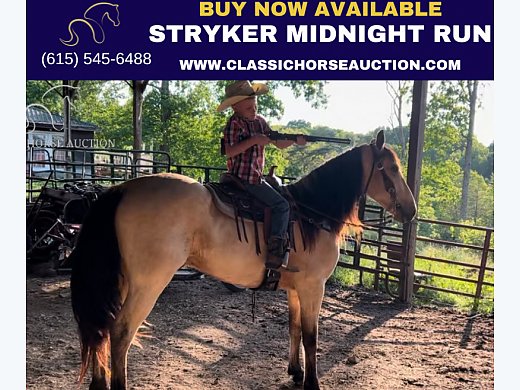 Registered Rackinggelding