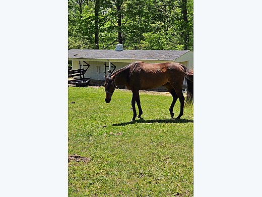 3 Year OLD Appendix Gelding