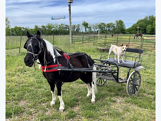 Mini Horse Driving Safe Gelding