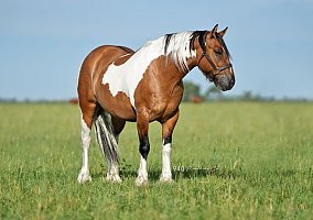 Registered Gypsy Cross Gelding