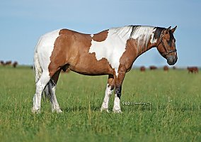 Registered Gypsy Cross Gelding