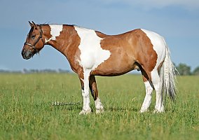 Registered Gypsy Cross Gelding