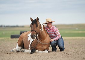 Registered Gypsy Cross Gelding