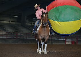 Registered Gypsy Cross Gelding