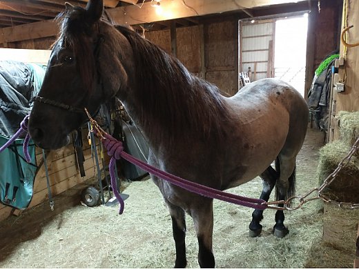 TWH Blue Roan Mare