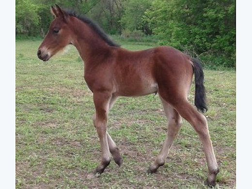 Friesian Blood Horse Colt