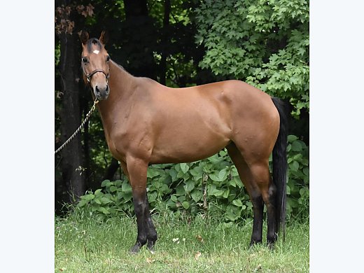 Hunter/Dressage/Trail AQHA Mare