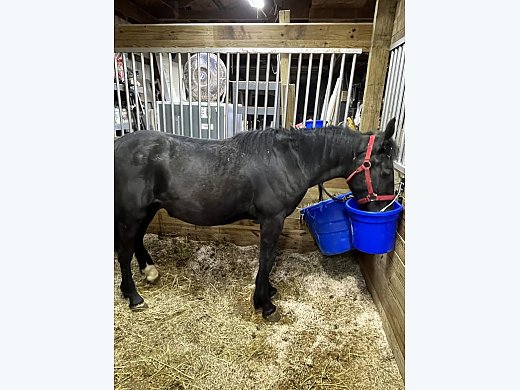 Percheron Cross Yearling