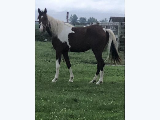 Half Arabian NSH Filly