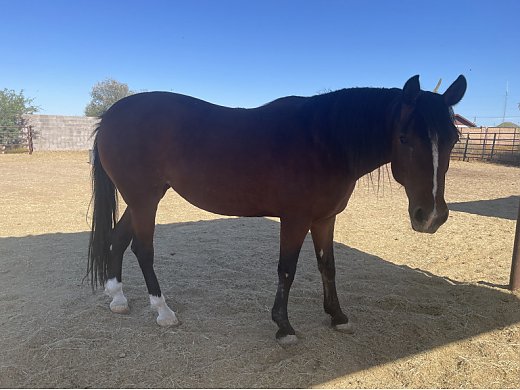 Super Sweet Mustang/Arab Mare