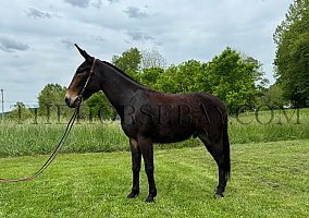 Gaited Mule Gelding