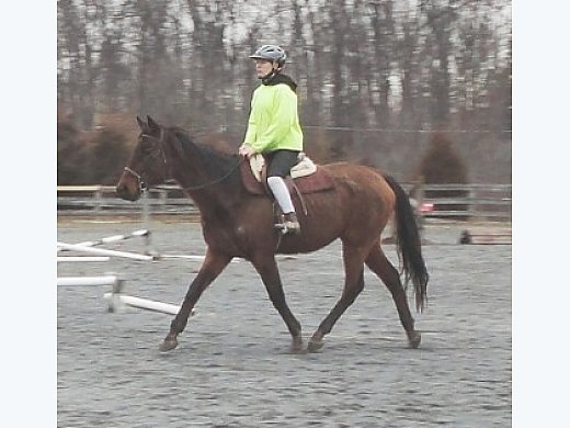 Hunter, Jumper, Eq, Eventing Prospect