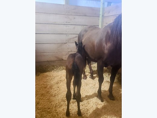 Peptoboonsmal Bred Filly