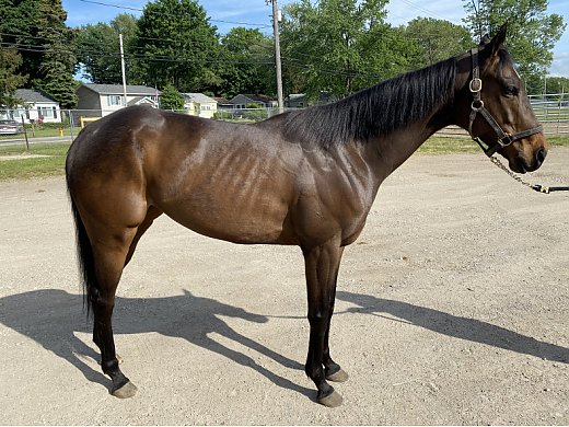 5 Year OTTB Dark bay Mare