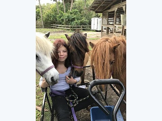 Mini Horses