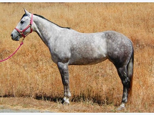 All-Around Dappled Gray Mare