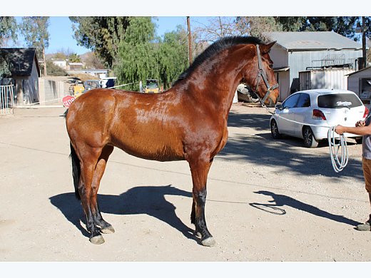 Bay Andalusian Mare