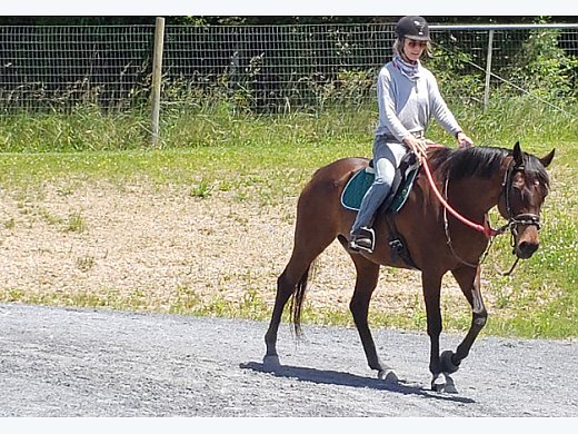 OTTB Hunter/Eventing Prospect