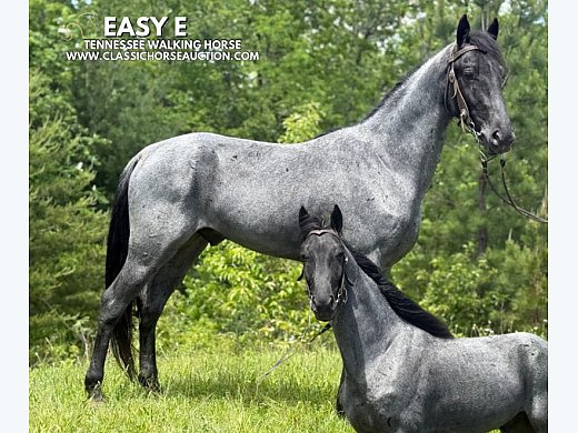 Registered Blue Roan Gelding