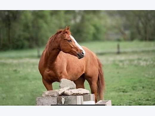 Sired By Wimpys Little Step