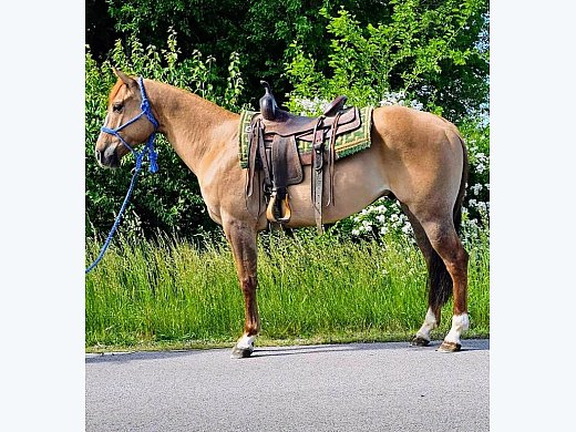 Gorgeous Well Broke Gelding