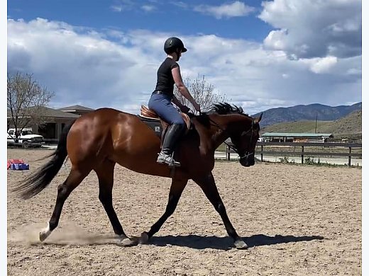 Lovely 2016 Appendix Mare