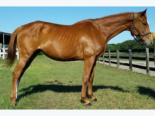 Awesome Project Mare Ready To Go