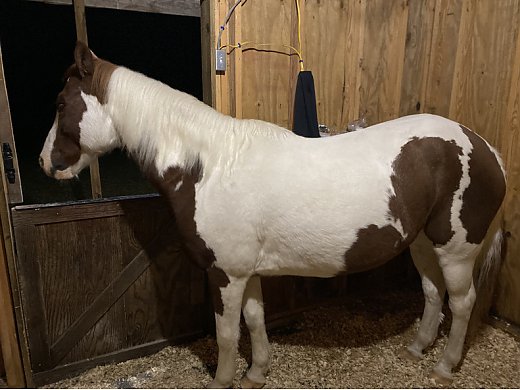 Paint Gelding For Sale
