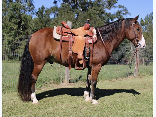 Gypsy Horse Trail Driving Ranch