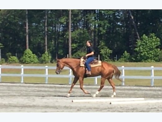 Handsome Chestnut Quarter Horse Gelding