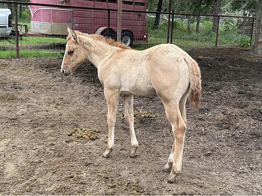 AQHA red dun Stud Colt
