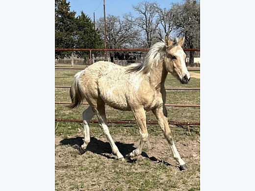 Buckskin Paint Filly