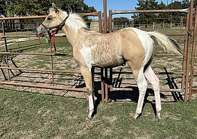 Buckskin Paint Filly