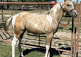 Buckskin Paint Filly