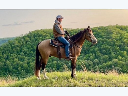 Reg Foxtrotter Trail Gelding