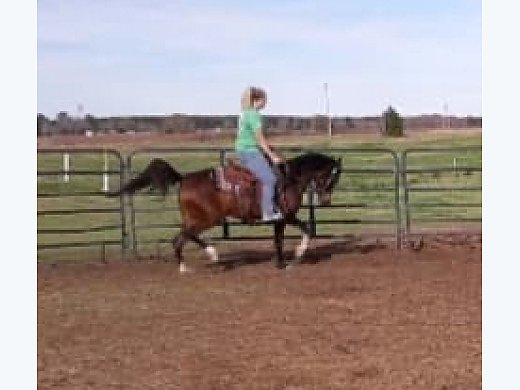 Arabian Mare - Reining