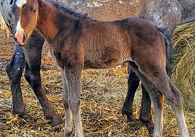 Appaloosa X Friesian