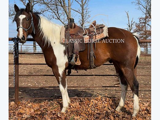 APHA Gelding