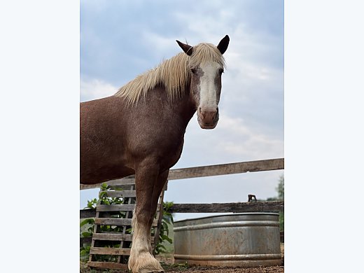 Belgian Draft Mare