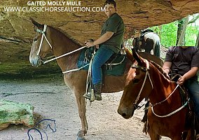 Gaited Molly Mule