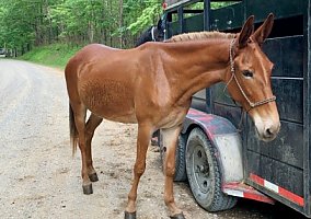 Gaited Molly Mule