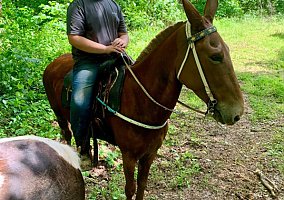 Gaited Molly Mule