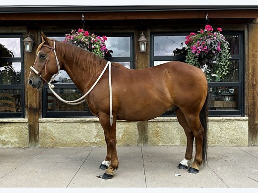 AQHA Trail Jumping Gelding