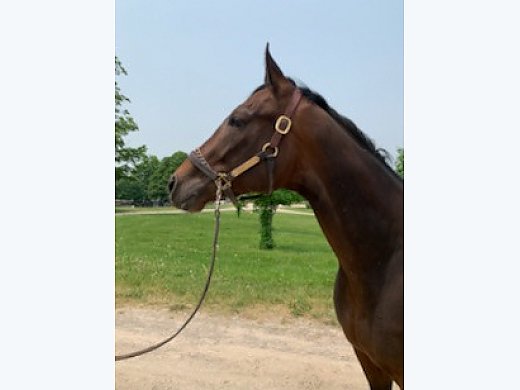4yr old Thoroughbred Gelding